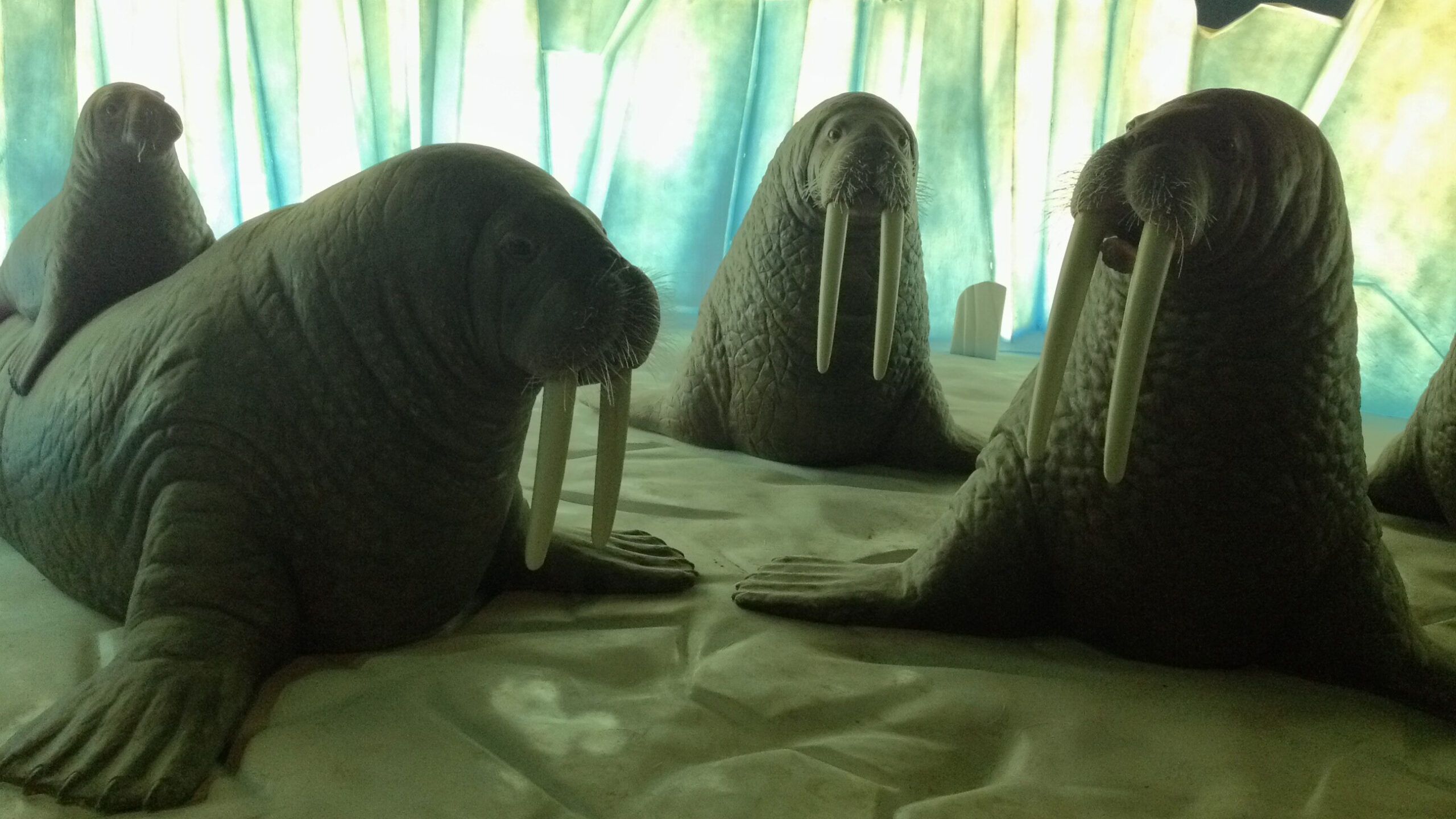 Fiberglass Walrus CCAC-083 | Produce Animatronic Artworks for Parks ...